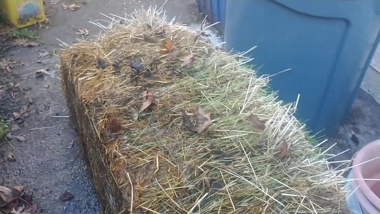Conditioning hay bales in winter for the spring garden Part 1 - YouTube