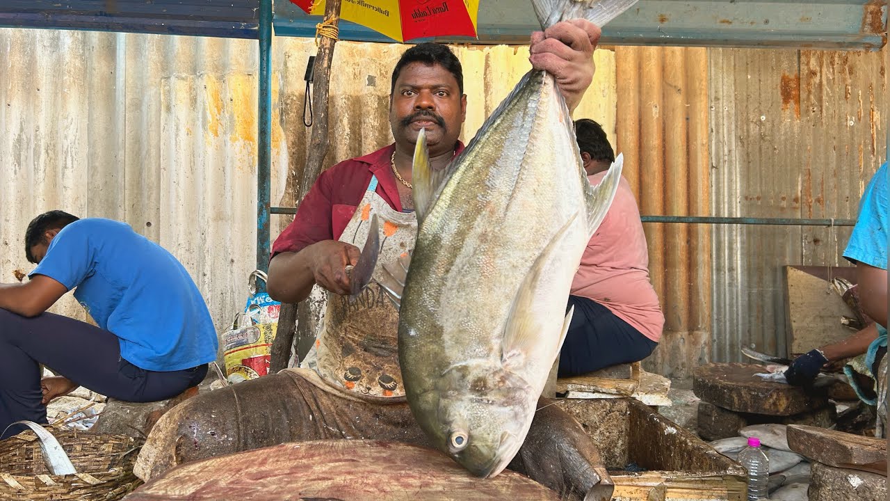 🤯BIG TRAVELLY PARRAI FISH | KASIMEDU SPEED SELVAM AMAZING SKILLS - YouTube