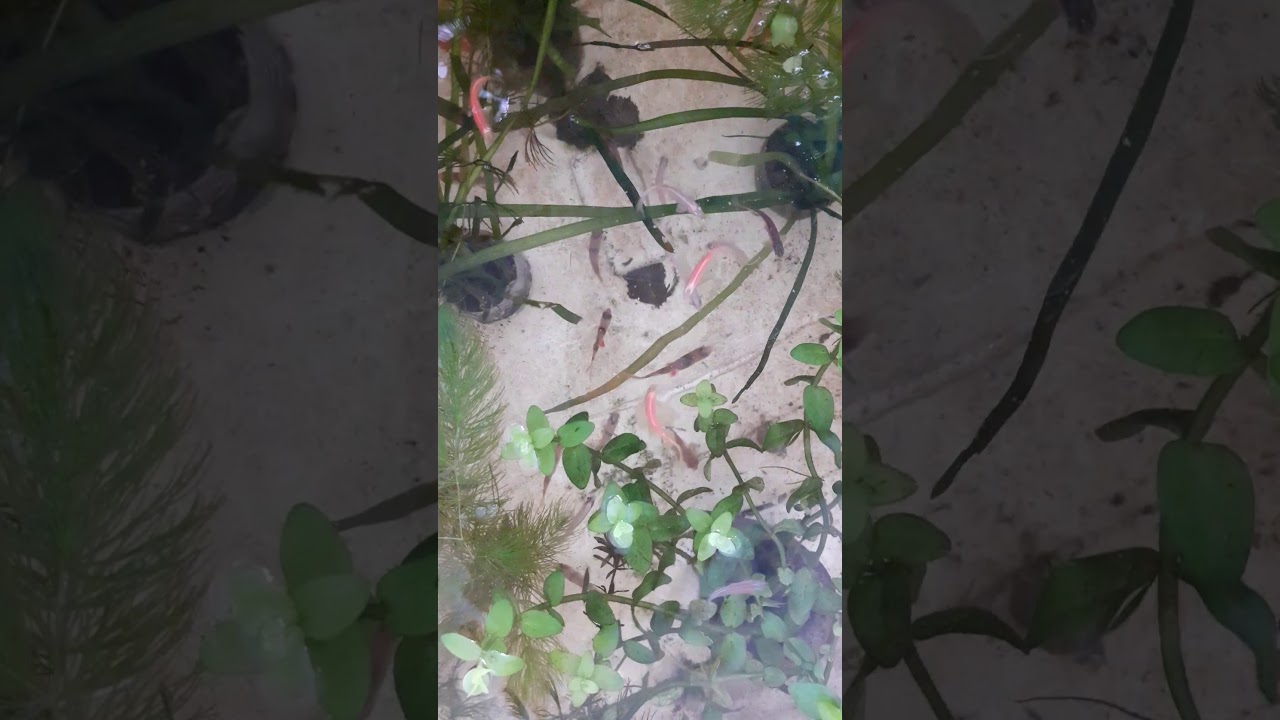 Tiger barb, rosy barb, zebra pink danio and white tetra in one tank ...