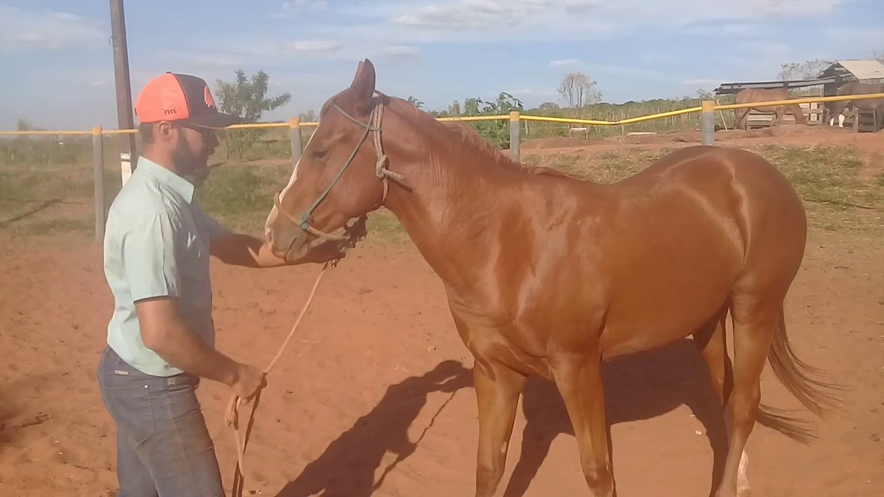 Domando potra parte 1 - YouTube