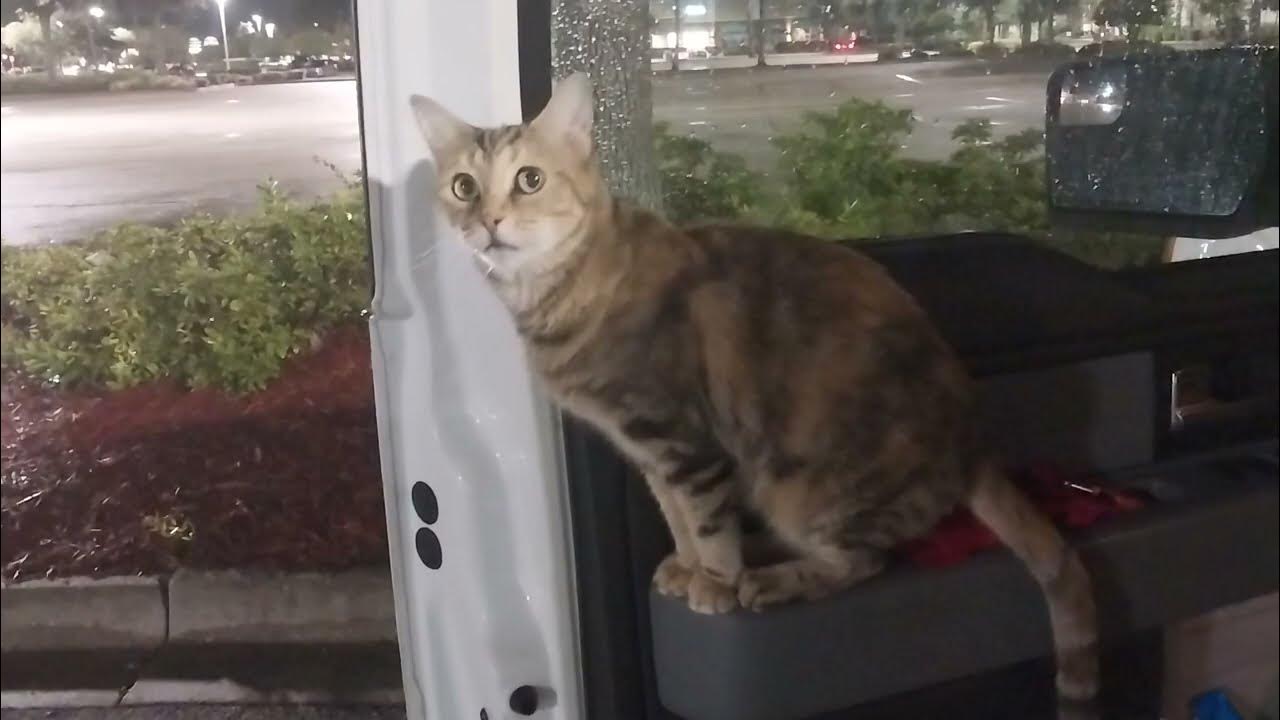 Precious Pussycat Show Precious At Night Cat Catlover Purrfect