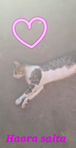 Michi ahora salta - YouTube