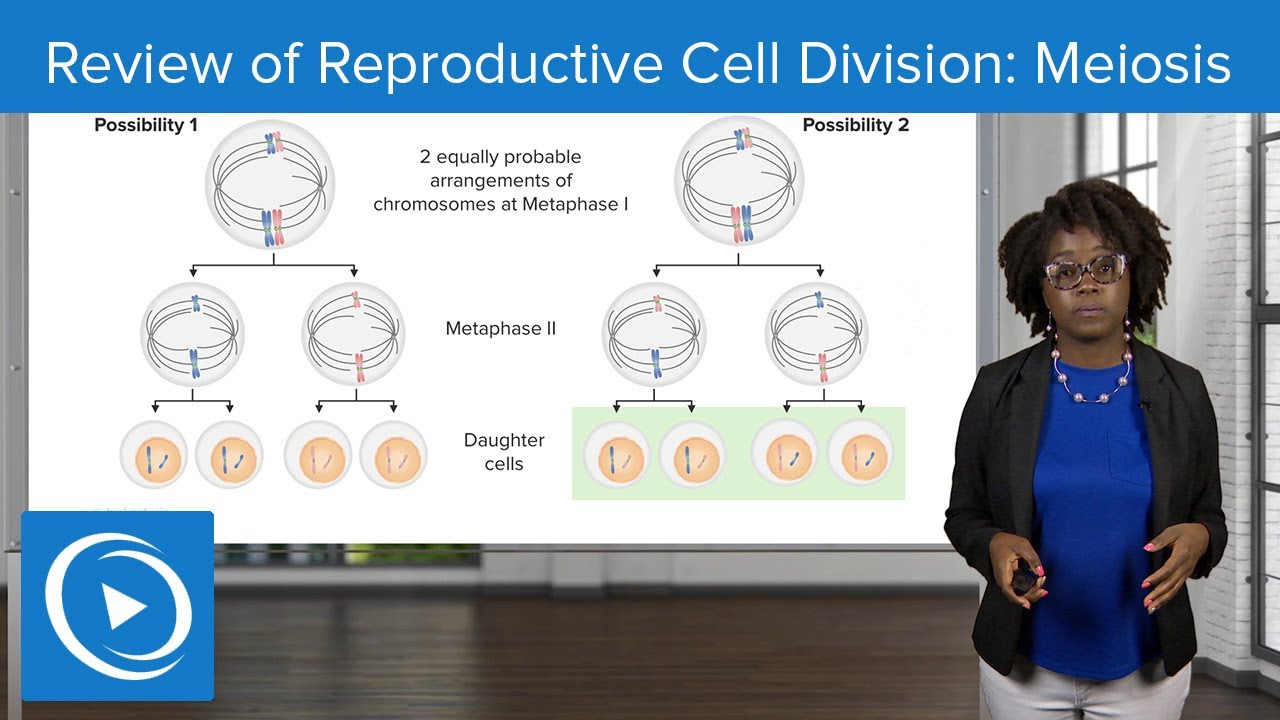 Review of Reproductive Cell Division: Meiosis – Physiology | Lecturio ...