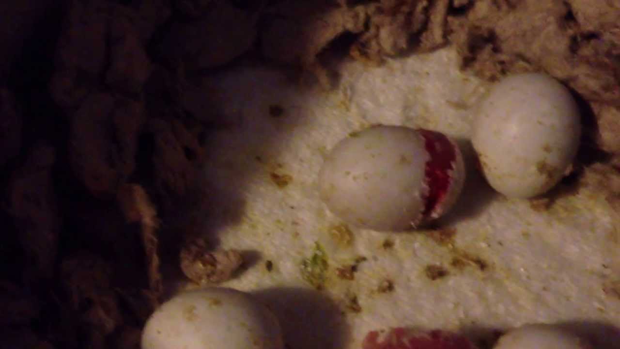 Budgie/parakeet hatching - YouTube
