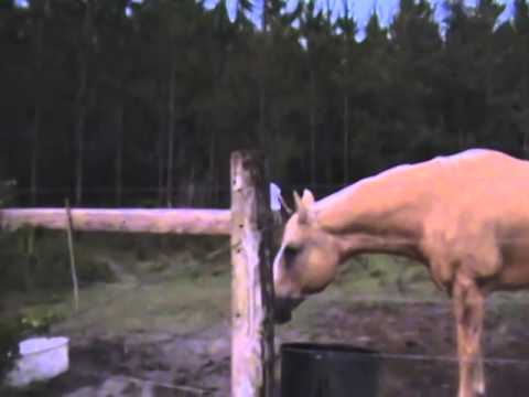 Man Being Chased by COW - YouTube