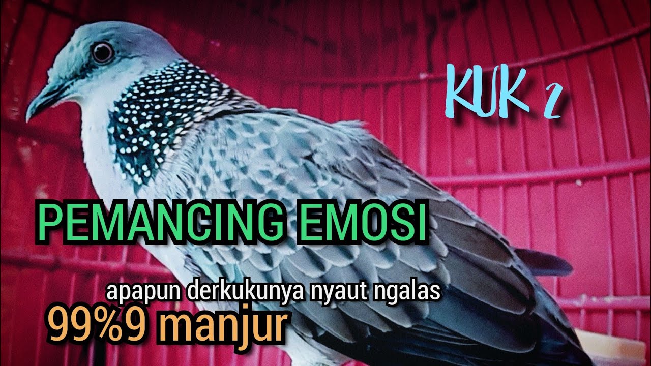 Panggilan Derkuku Jawa kuk 2 memancing lawan emosi,cocok buat pancingan ...