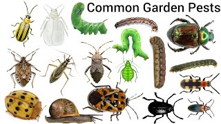 Common Garden Pests | English Vocabulary | Pests With pictures | Easy English Learning Process