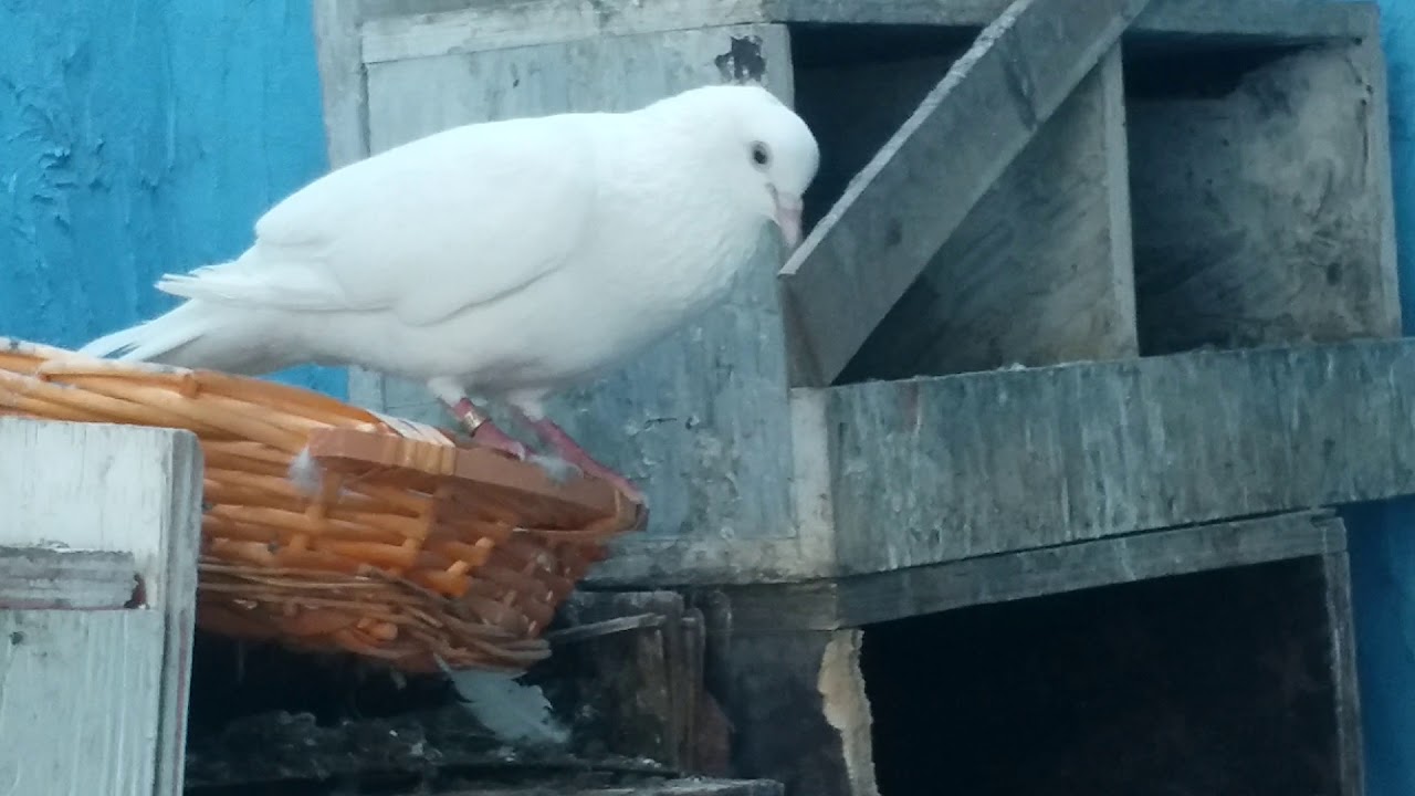 Kabootar(1) - YouTube