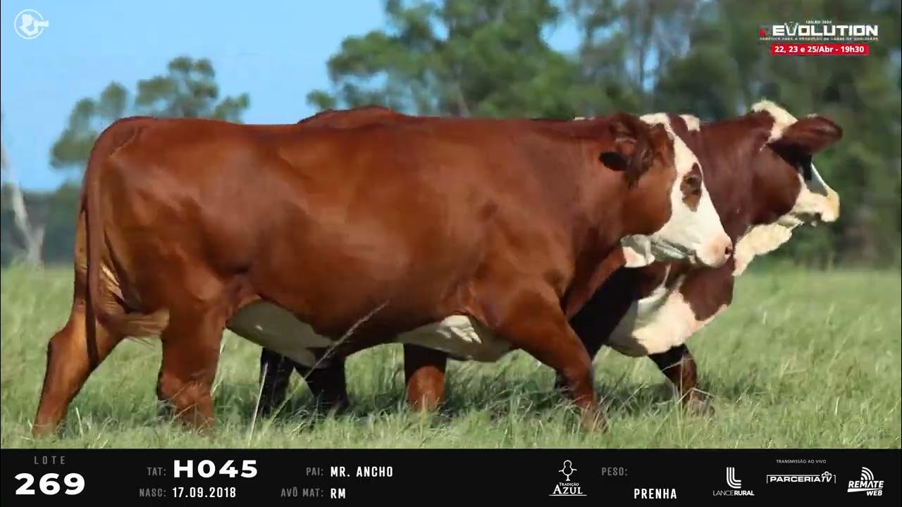 LOTE 269 TAT H045, G147 F Braford - YouTube