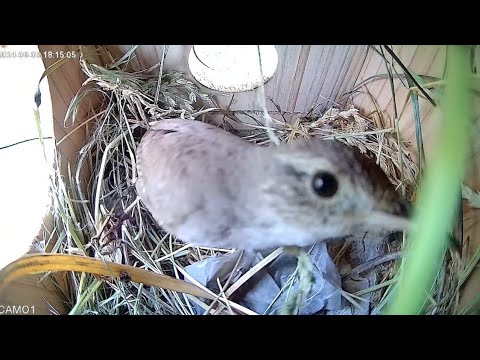 will wren stay? unsure of camera - YouTube