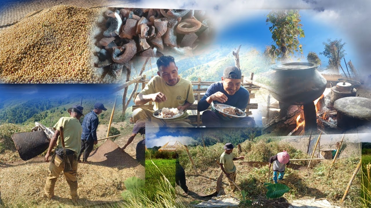 Village Life || Harvesting Naga Dal Season || Northeast Nagaland. - YouTube