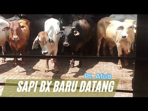 Kedatangan Sapi BX Bull dan Proses Masuk Kandang Karantina untuk di ...