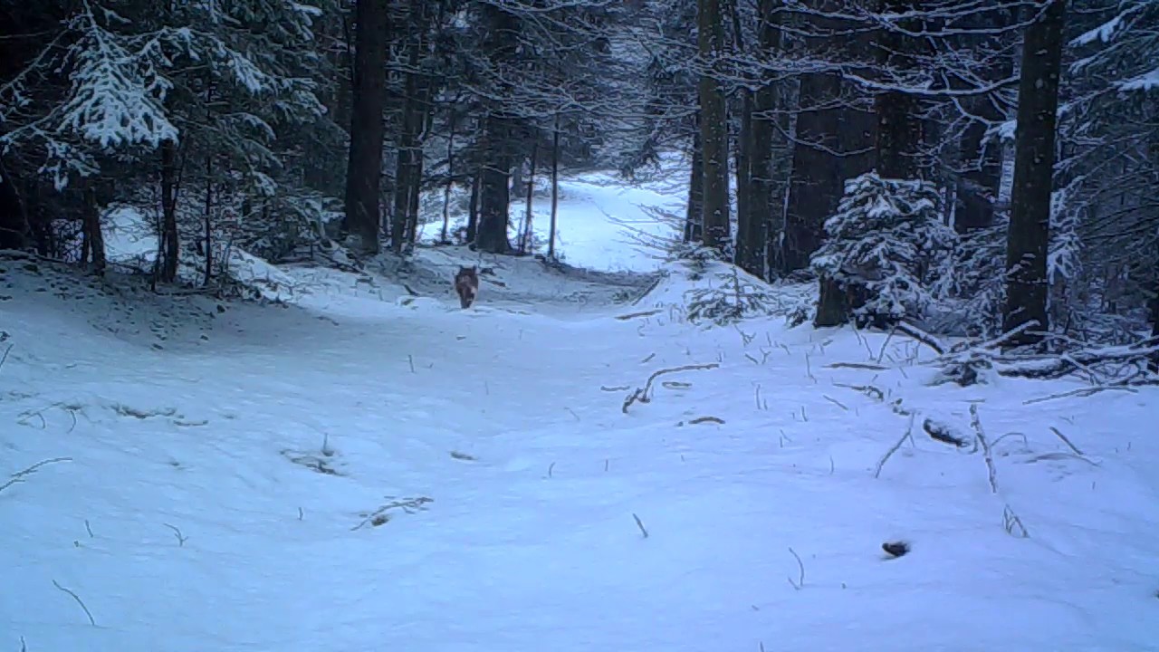 Fox with scabies on its tail, Vulpes vulpes, 02 2016 Franc Kljun - YouTube
