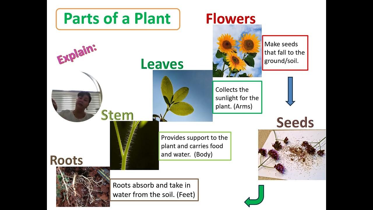 "Parts of a Plant" First grade Lesson PowerPoint - YouTube