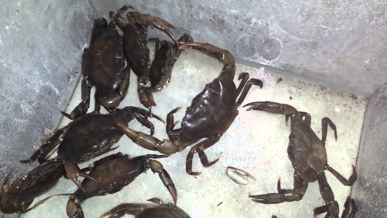 Jaibas de republica dominicana - YouTube