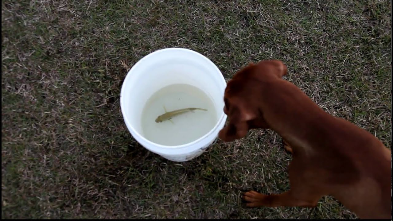 Vizsla - Fish In a Bucket - YouTube