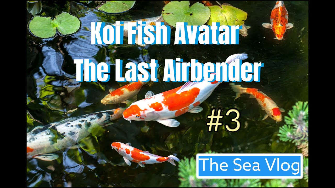 Koi Fish Avatar The Last Airbender 3 | The Sea Vlog - YouTube