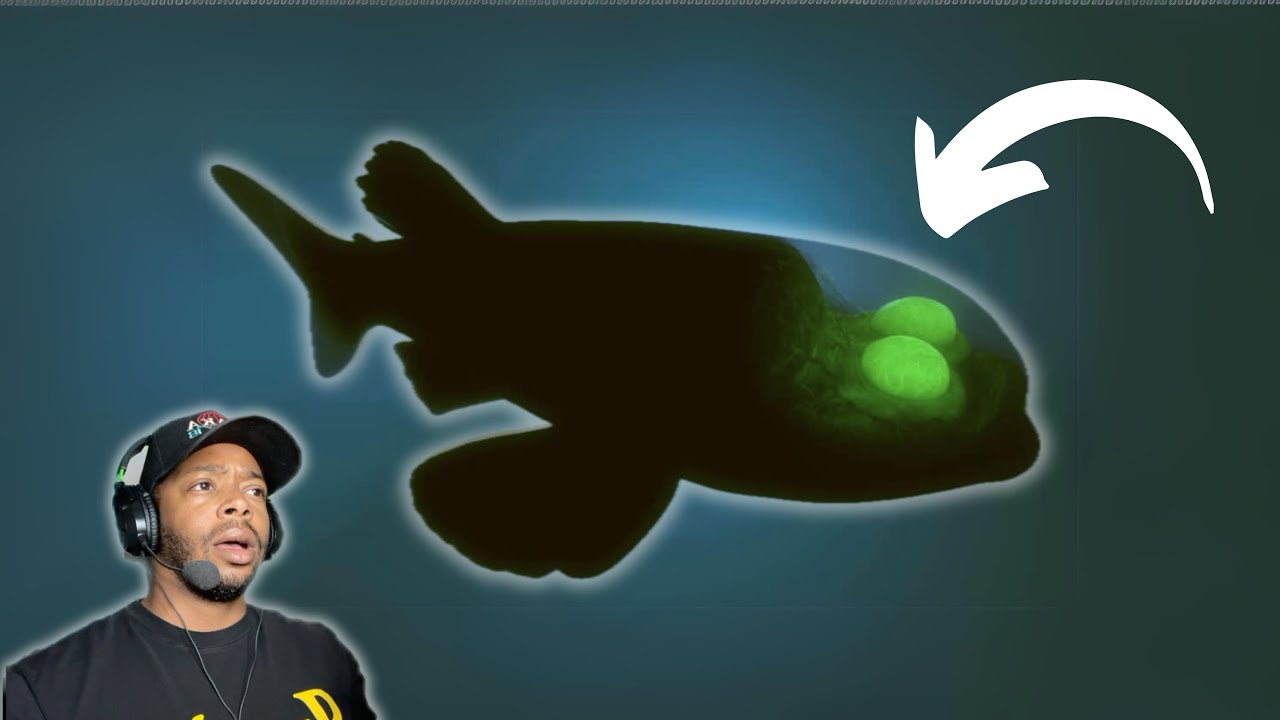 Their EYEBALLS are Inside of it’s SCULL!? - Barreleye Fish - YouTube