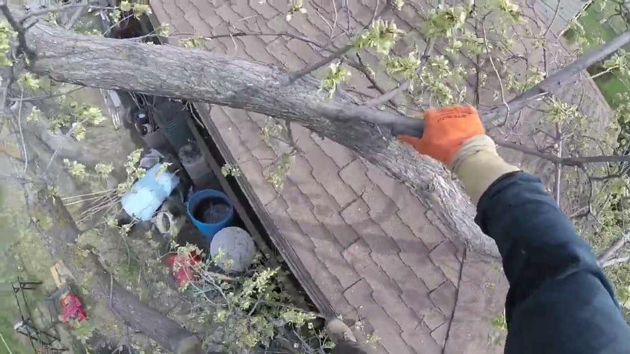 American Elm Wind Damage Treework - YouTube