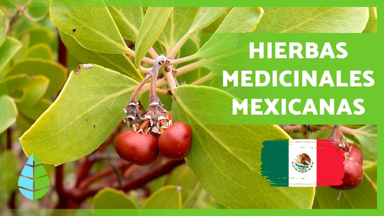 7 Mejores PLANTAS MEDICINALES de MÉXICO 🌺 (Beneficios y Propiedades ...