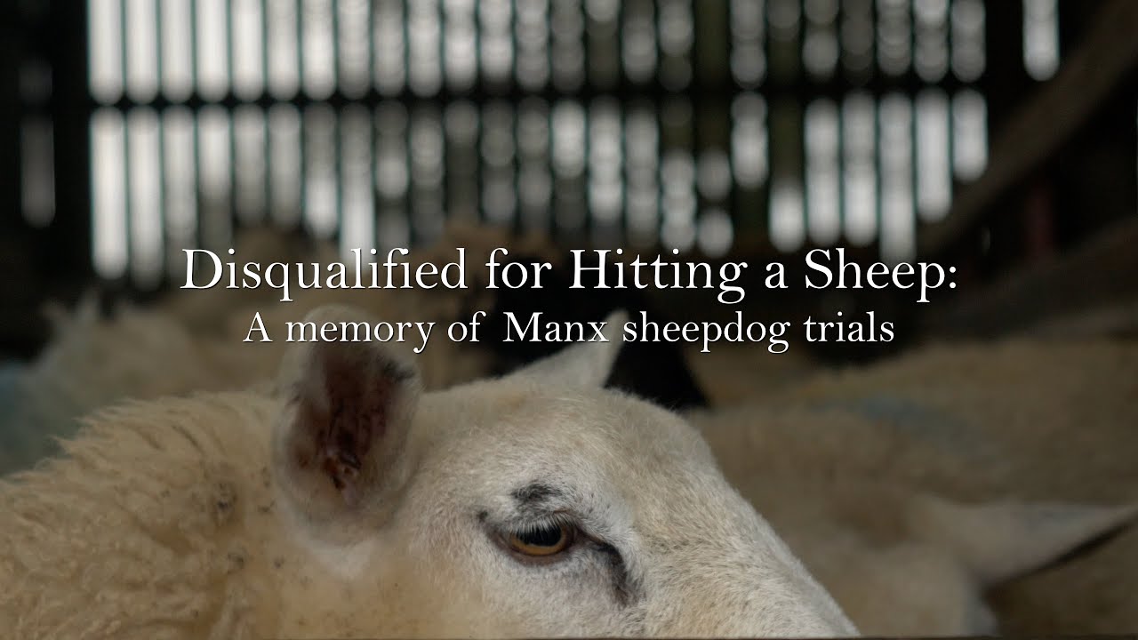 Getting Disqualified for Hitting a Sheep: A memory of Manx sheepdog ...