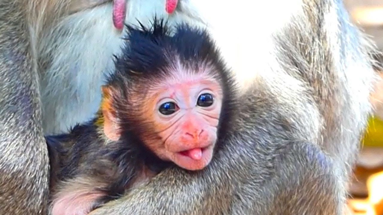 Cutest charming tongue out very long new baby monkey hungry stunning ...