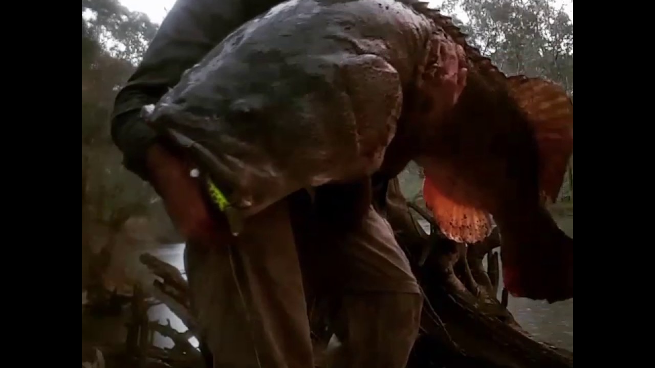 114cm Goulburn River Murray Cod caught on a Jackall Pompadour - YouTube