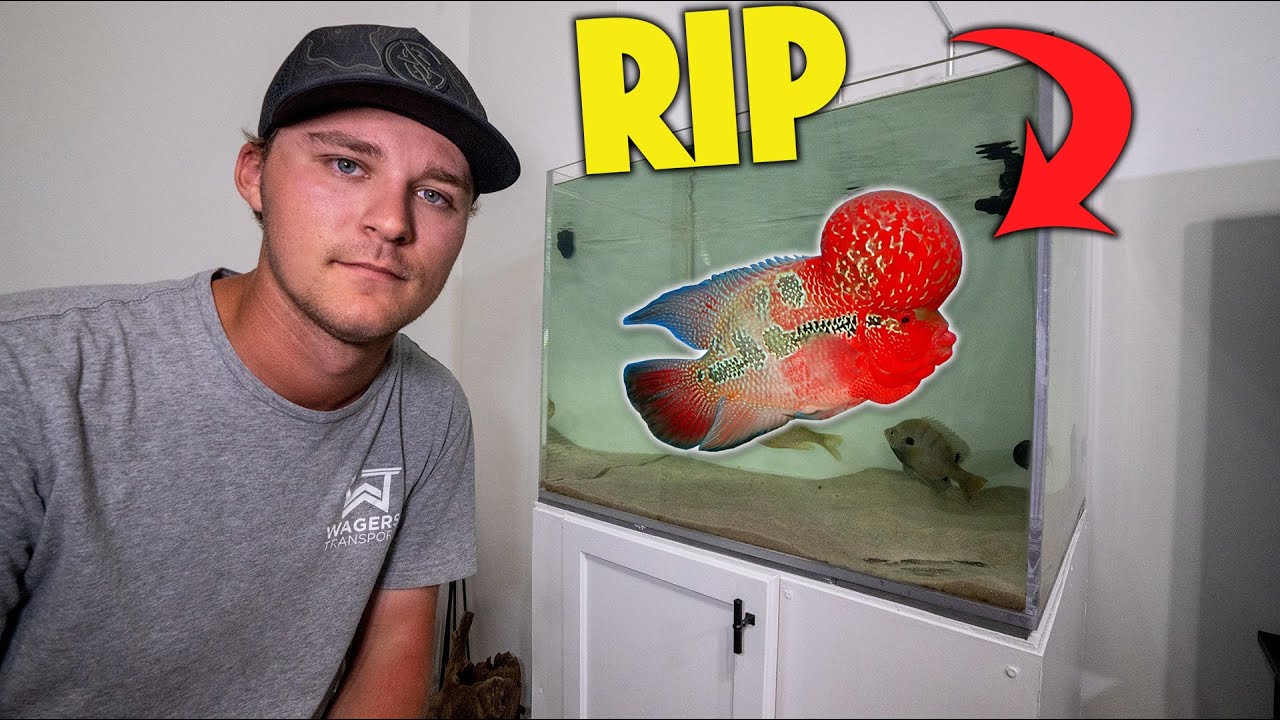 My Favorite Fish Passed away.... (RIP Kevin) - YouTube