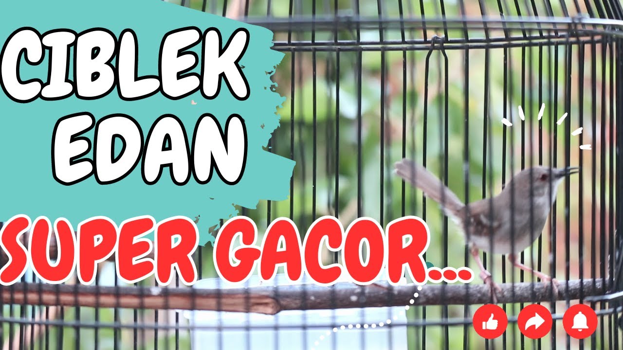 Ciblek Kristal Super Gacor Untuk Pancingan Ciblek Semi Ciblek Sawah ...