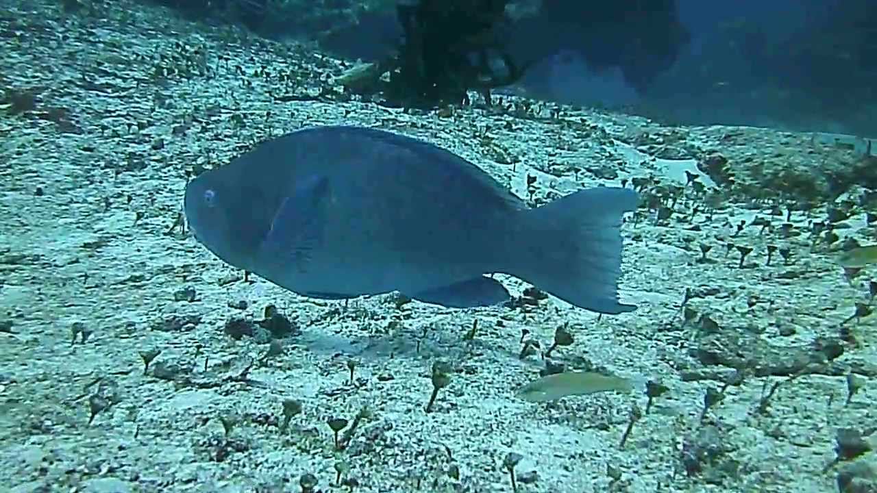 Blue Parrot Fish, Yucab Reef, Cozumel - YouTube