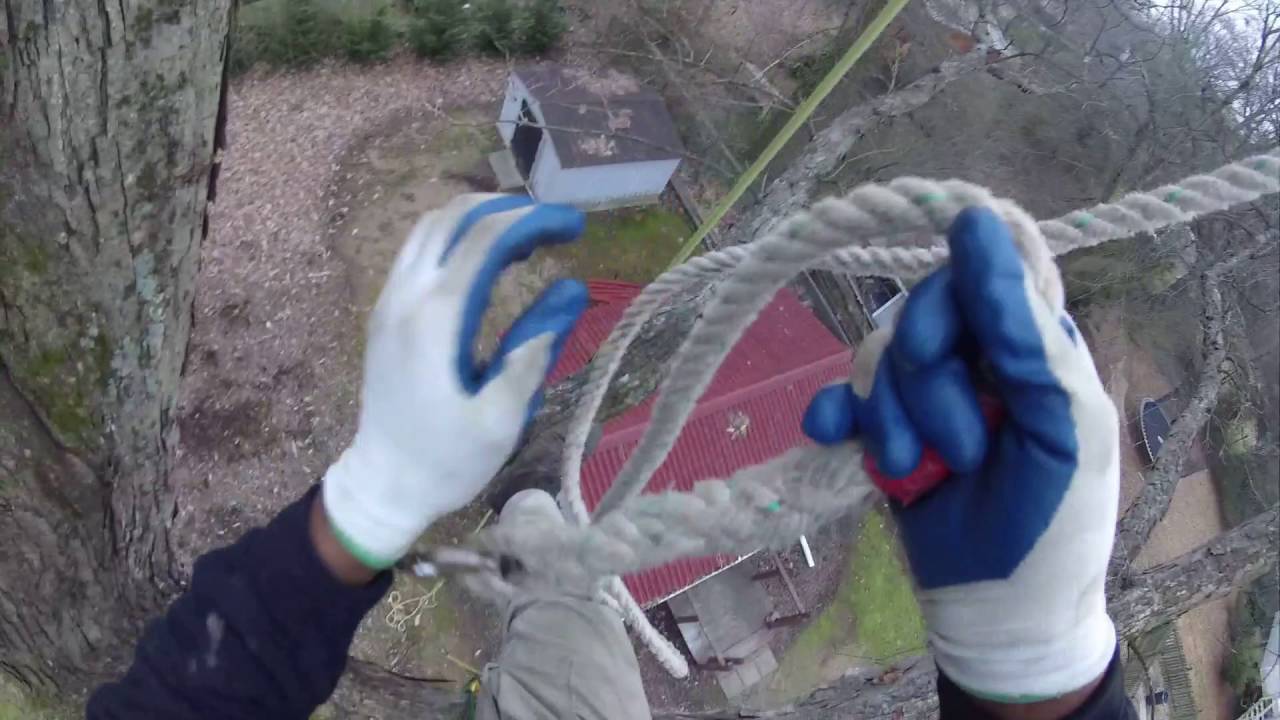 Spurless Large Lateral Tree Limb Removal - Pt 1 - YouTube