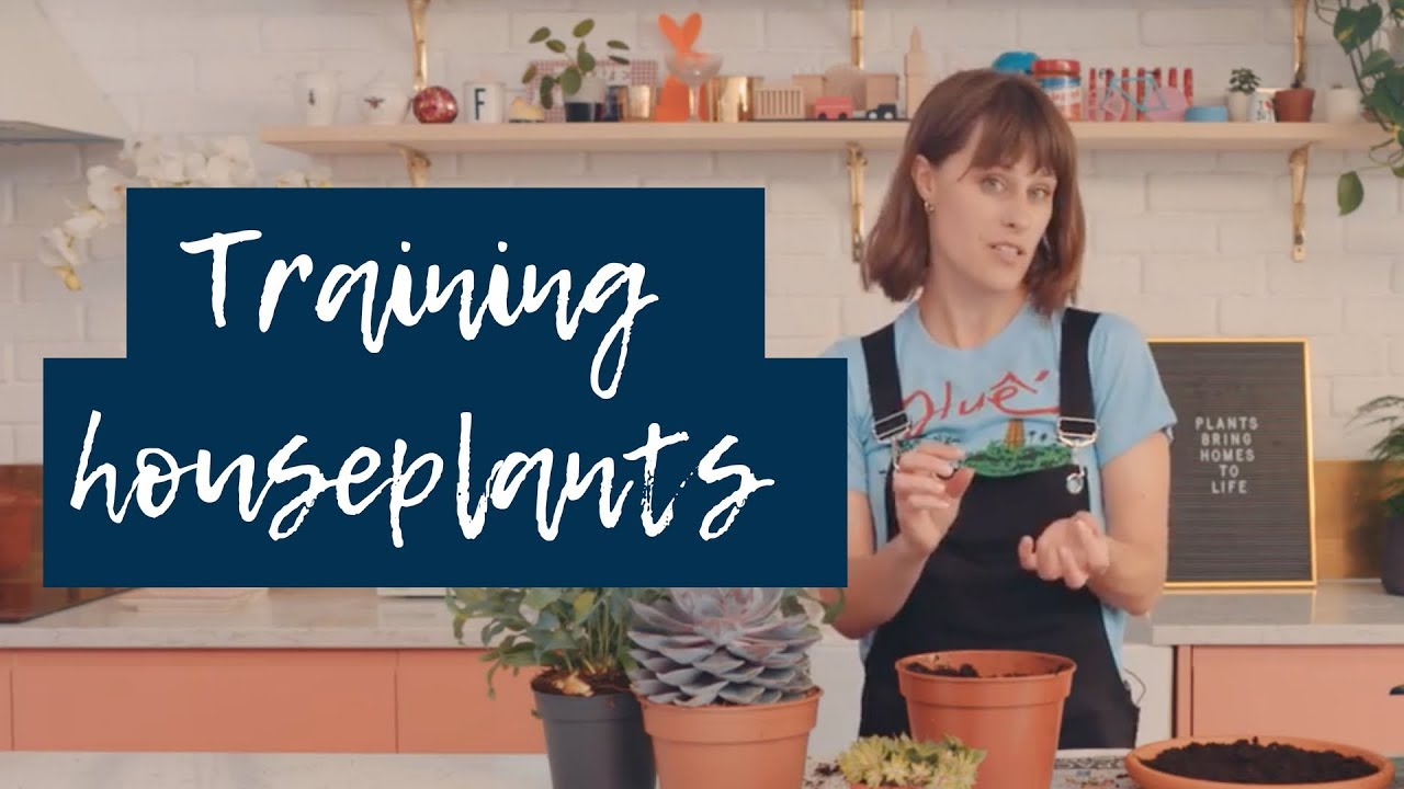 How can I control the shape or direction that my plant grows? 🌵 🌿 - YouTube