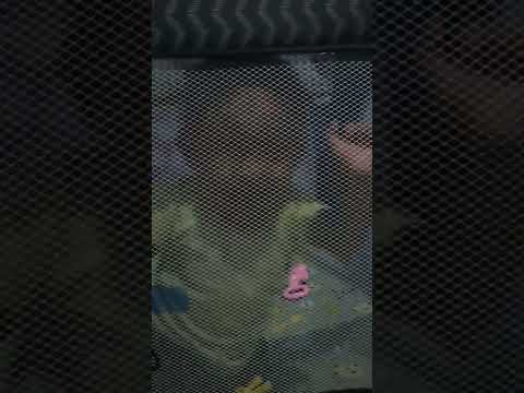 hulya lagi main sma bunda.. 🥰🥰