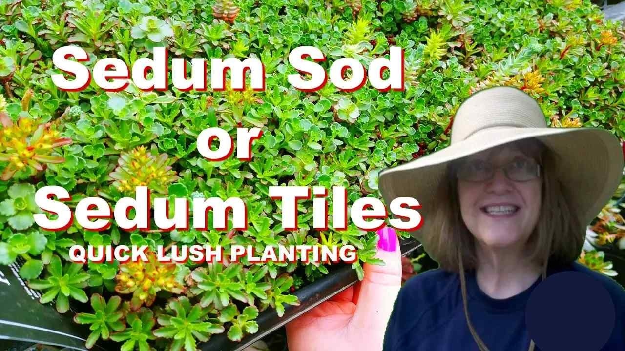 Sedum Sod - Instant Full & Lush Planted Hypertufa Pot - YouTube