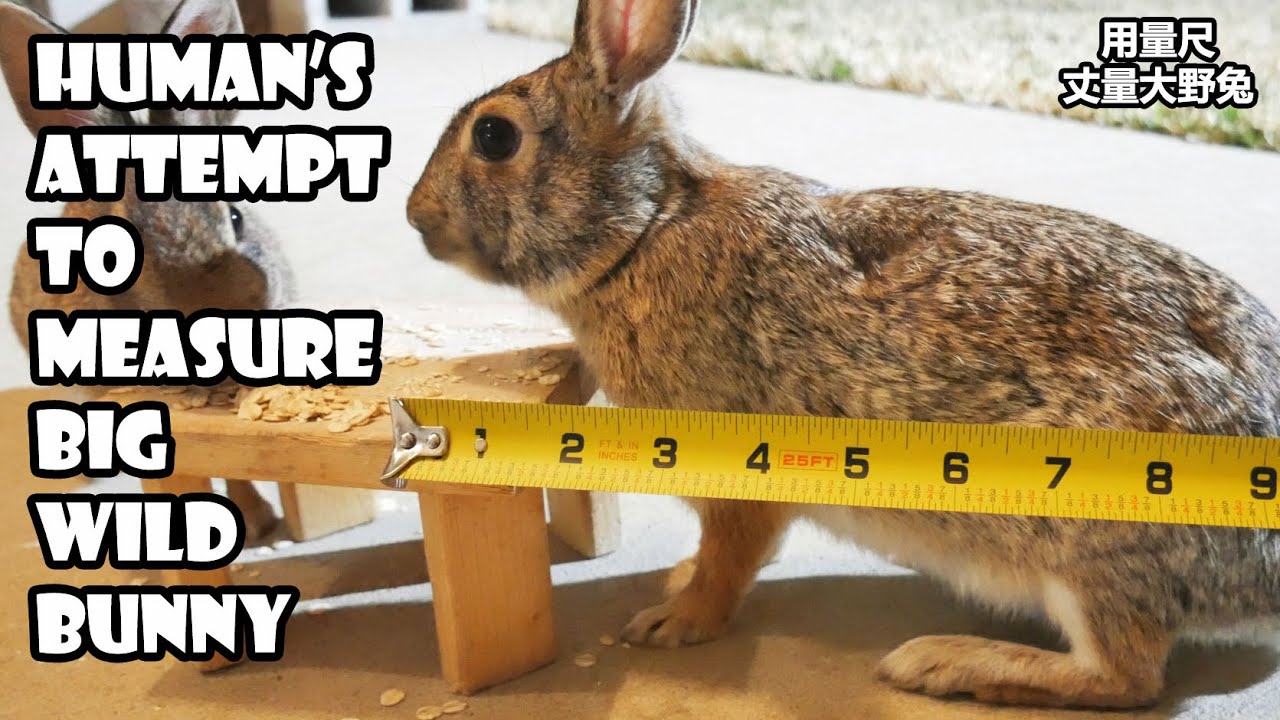 Human's attempts to measure a big wild bunny (in inches) - YouTube