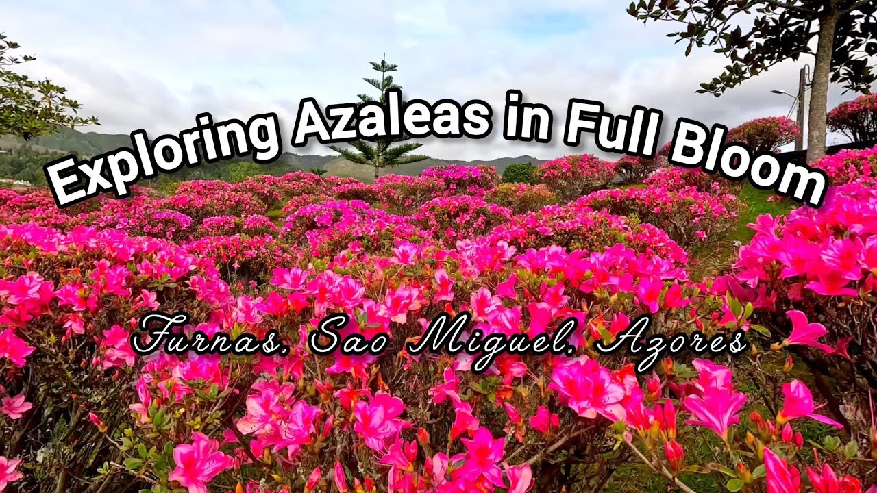 Exploring Azaleas in Full Bloom: A Beautiful Walk Through Nature | Sao Miguel, Azores - YouTube