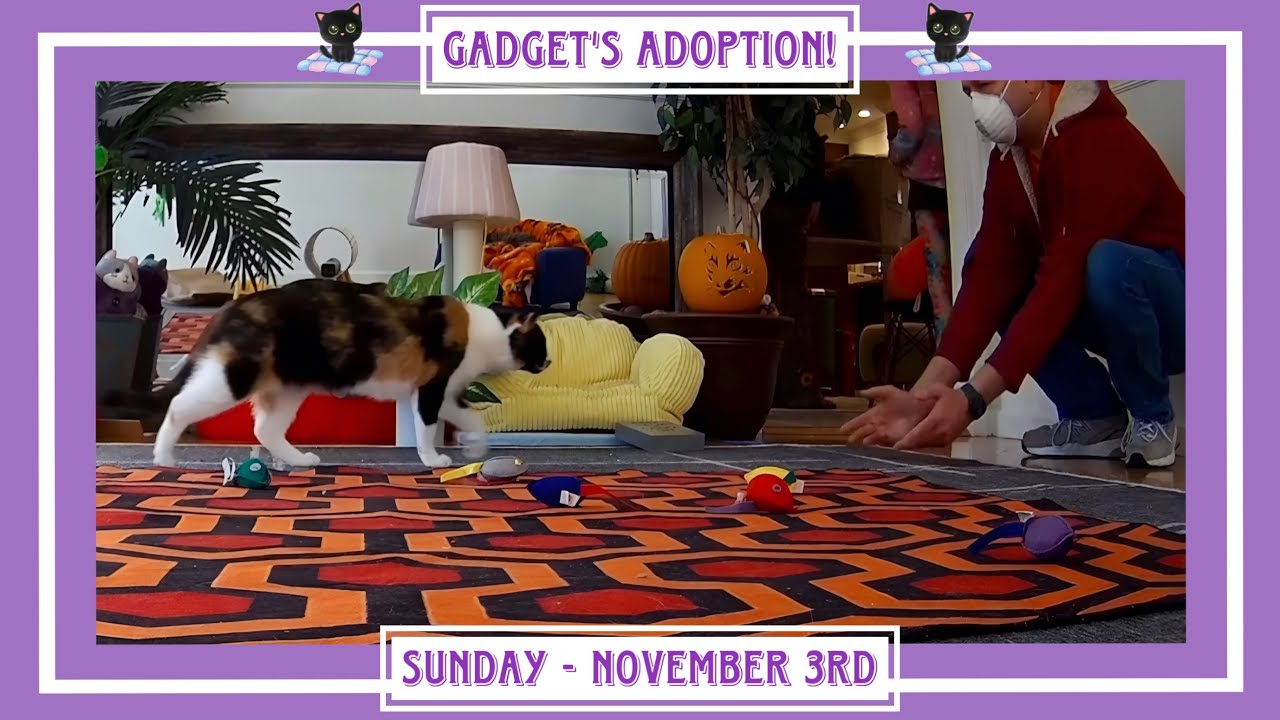 Gadget's Adoption! - Sunday November 3rd. - YouTube