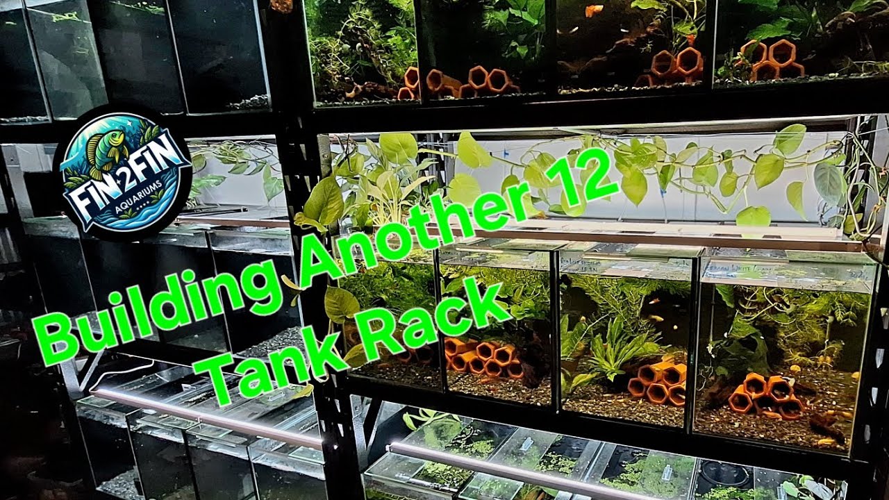 Building another Rack in the Fish Room, what's it cost to build 💰 - YouTube