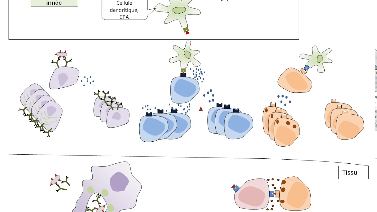 TS_Chapitre2: La réponse immunitaire adaptative; le rôle des LT4 - YouTube