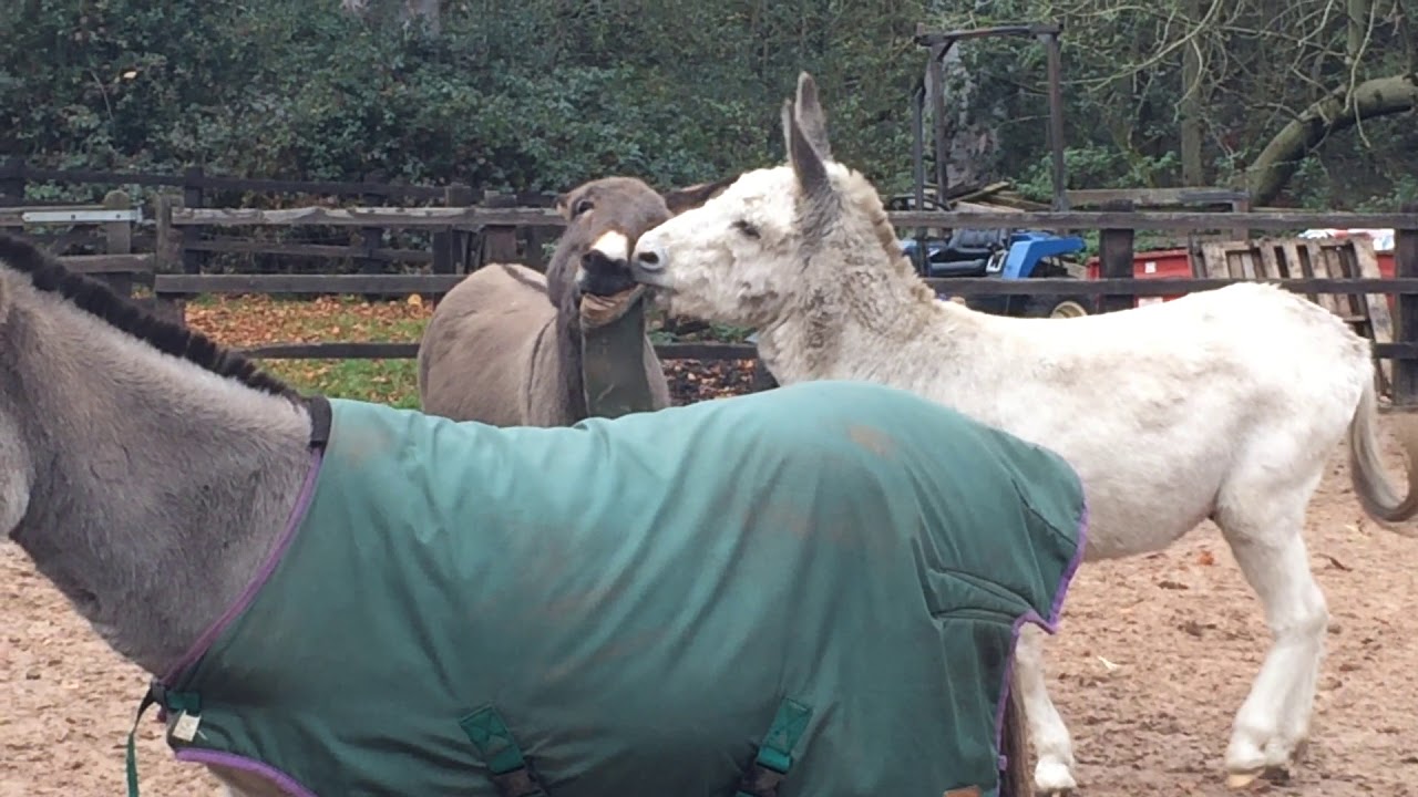 Donkeys Play With Welly Birmingham Donkey Sanctuary - YouTube