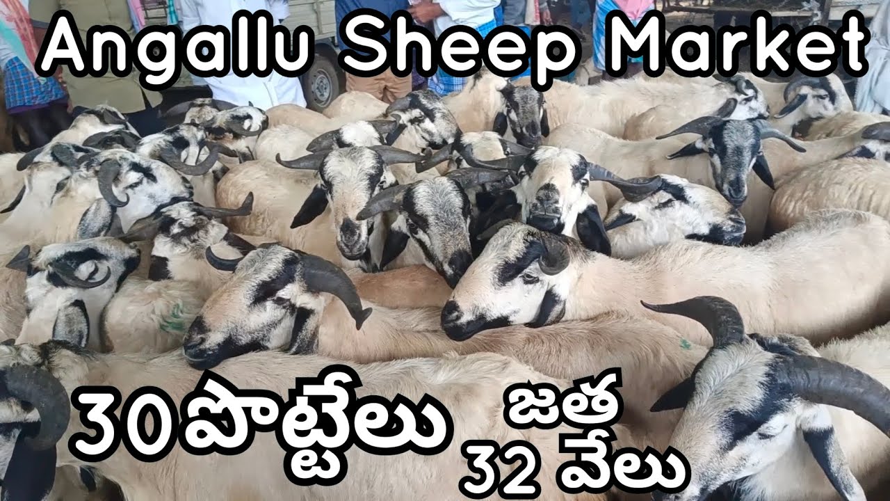 Angallu Sheep Market Every Saturday 🐏🐑 - YouTube