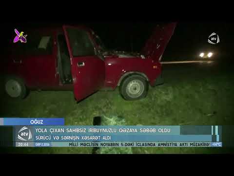 Oğuzda yola çıxan sahibsiz iribuynuzlu qəzaya səbəb oldu