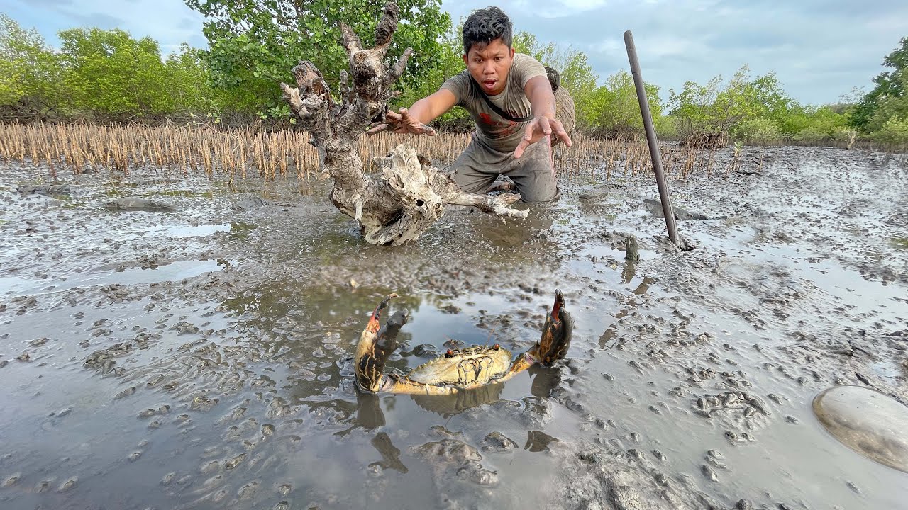 Amazing Catching Huge Mud Crabs at The Sea Swamp after Water Low Tide ...