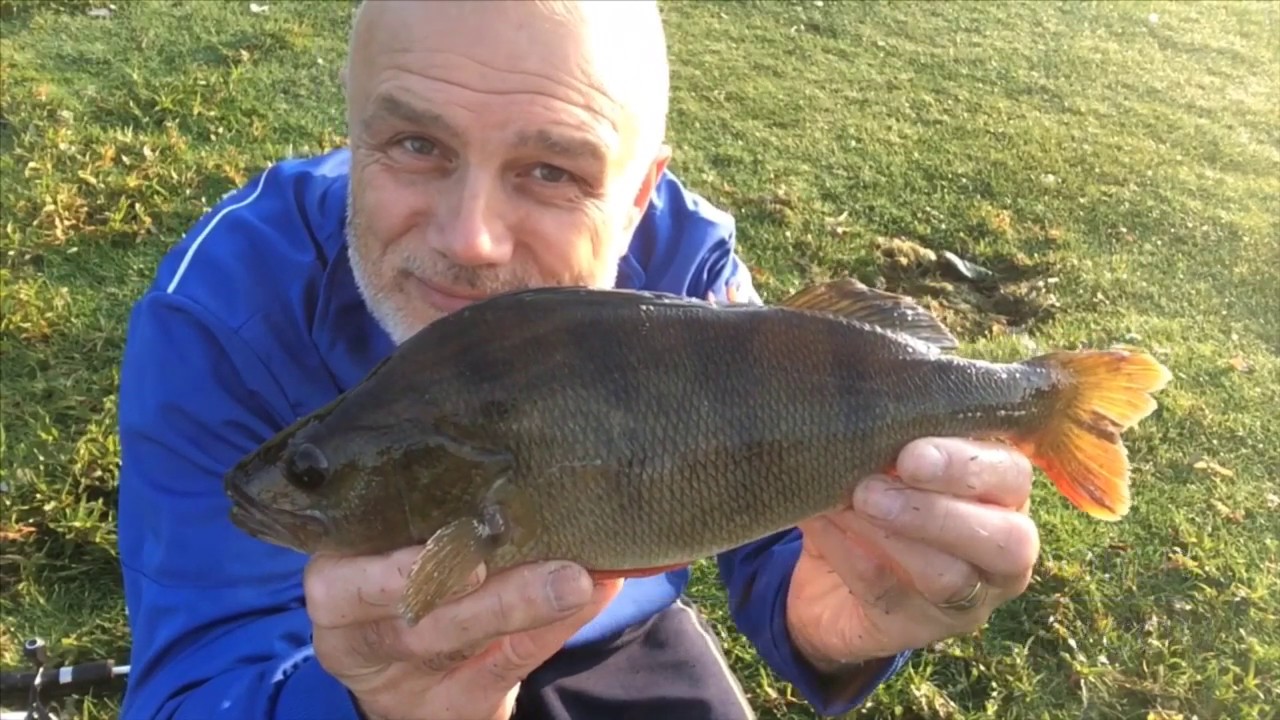 Perch fishing on my way to work. Making the most of every opportunity ...