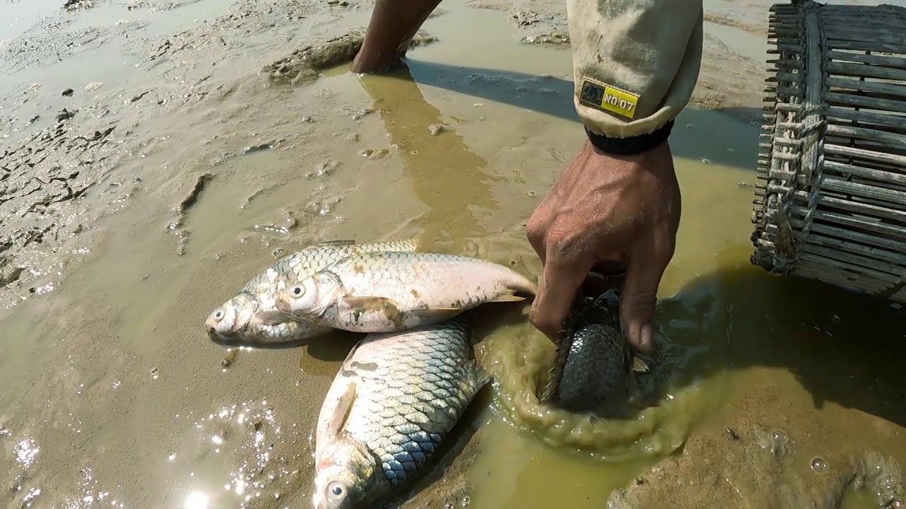 Finding Catching Many Fishes In Dry Lake Fishing Videos In Dry Season ...
