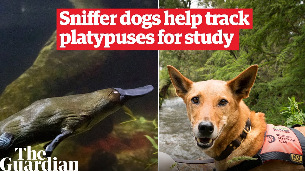Sniffer dogs are being trained to track down threatened platypus ...