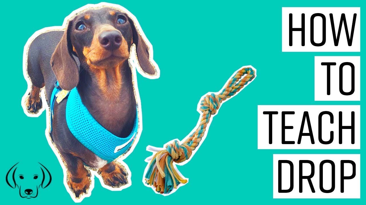 HOW TO: Teach a dog to drop it on cue - YouTube