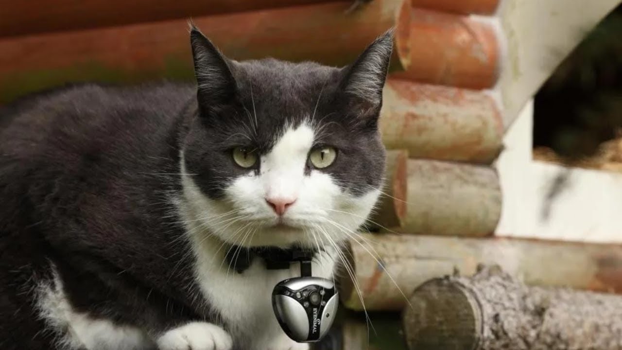 Cat Life Home Alone - Caught on GoPro Camera! - YouTube