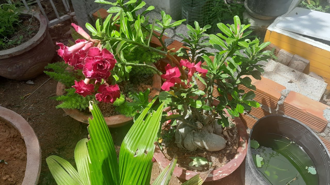 review cay su hoa do canh don canh kep - YouTube