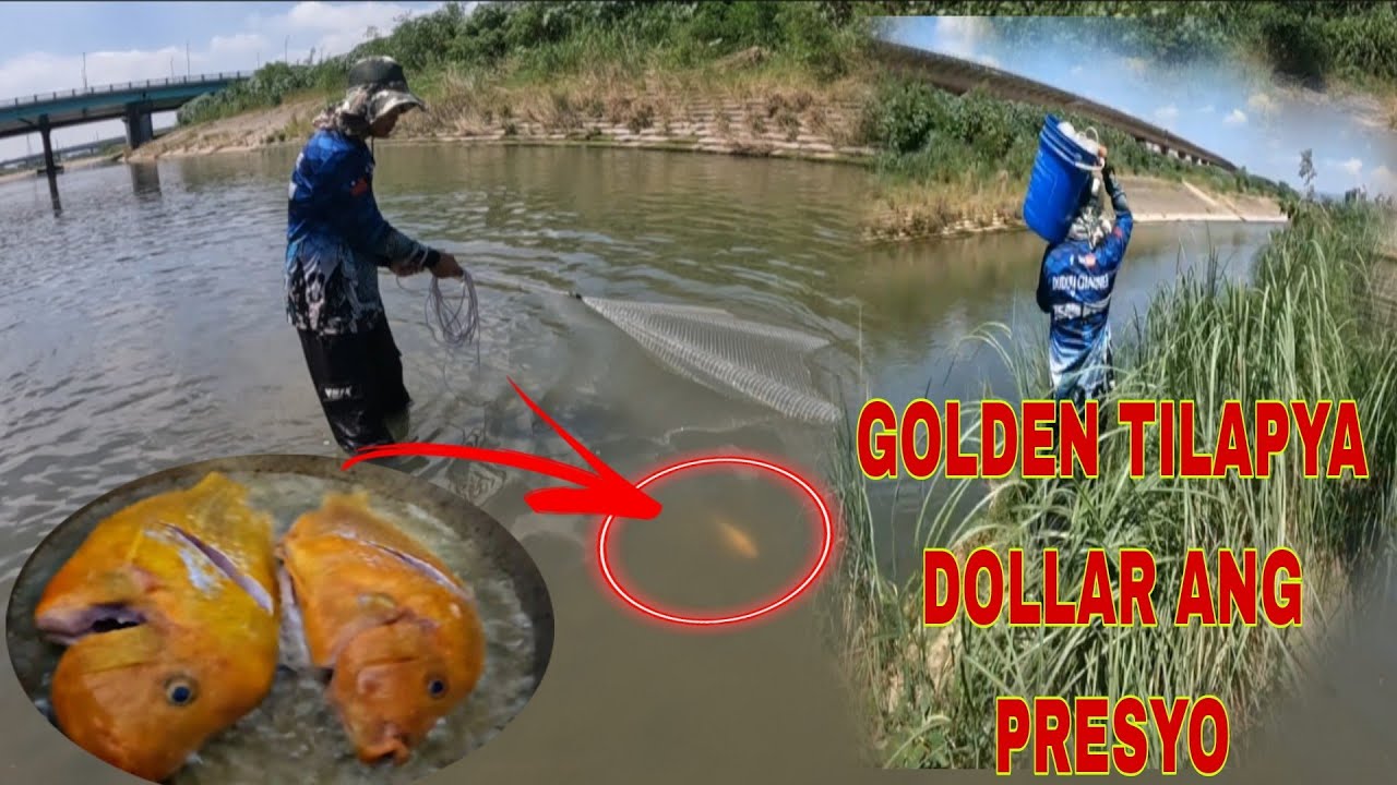 GOLDEN TILAPYA TATLONG ARAW KONG ULAM ANG SARAP - YouTube